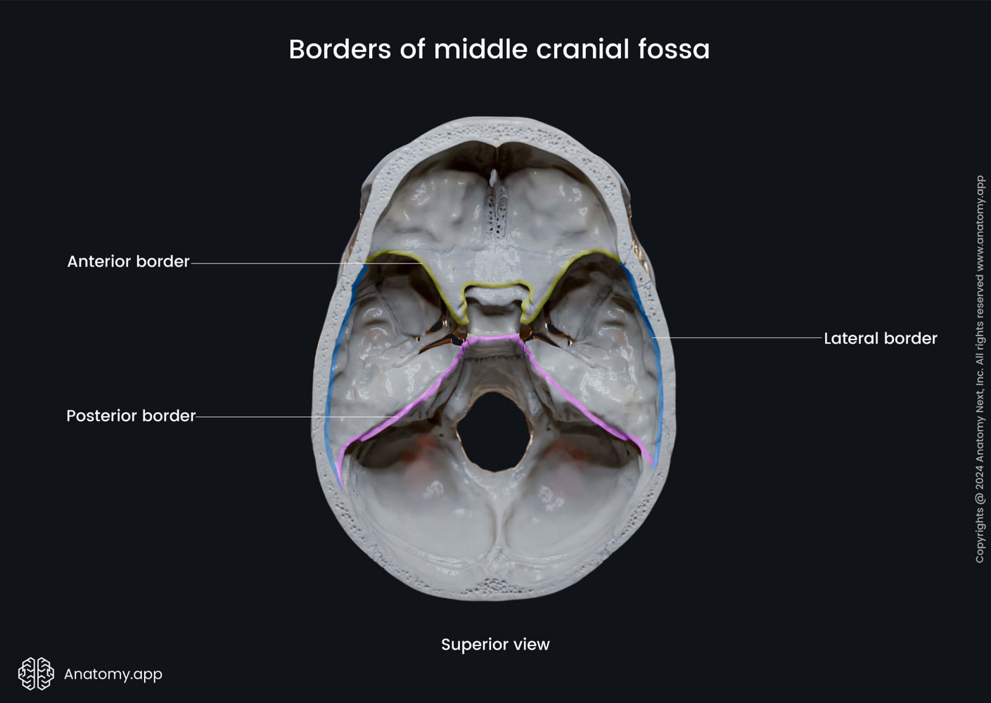 Borders of middle cranial fossa | Anatomy.app