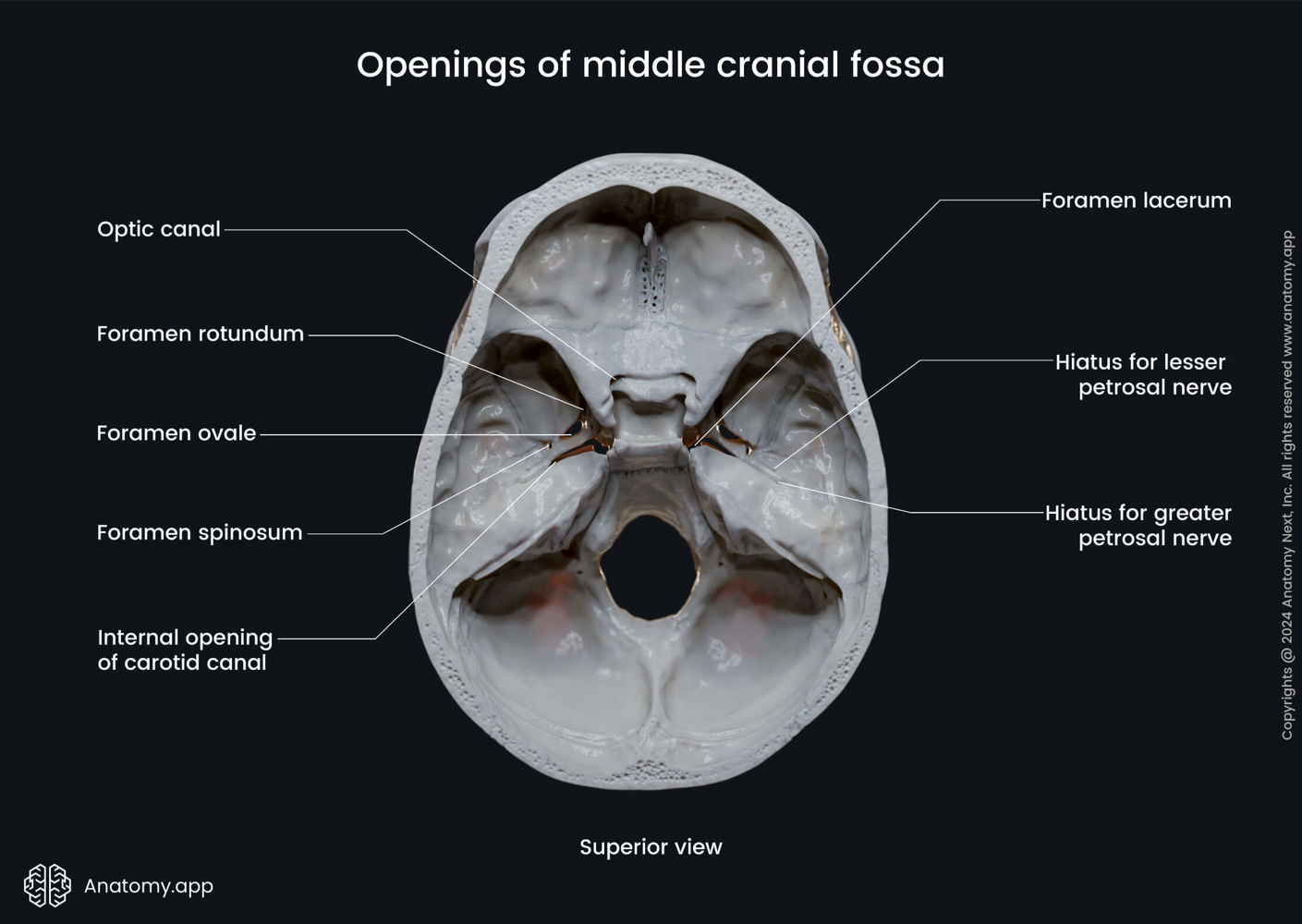 Openings of middle cranial fossa | Anatomy.app