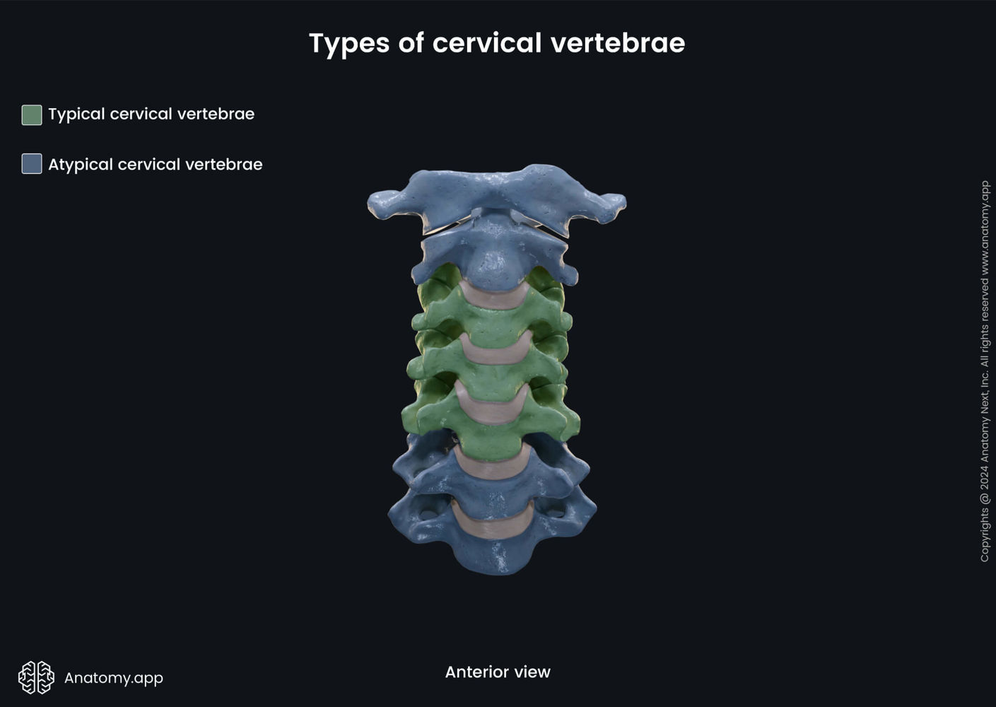 Types of cervical vertebrae | Anatomy.app