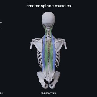 Rotatores spinae muscles | Anatomy.app