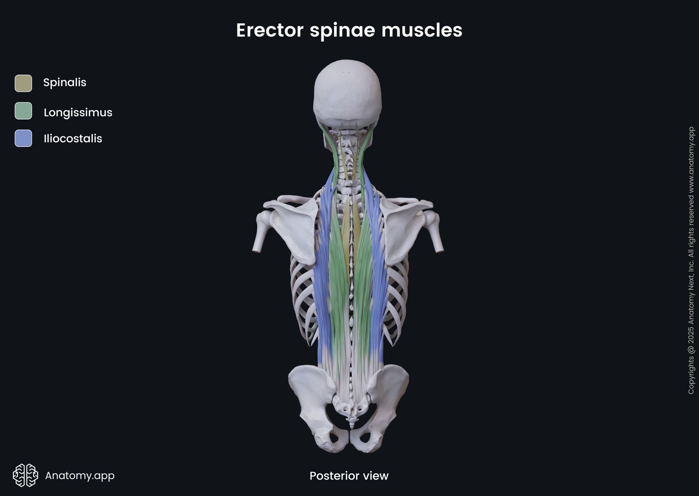 Erector spinae muscles | Anatomy.app