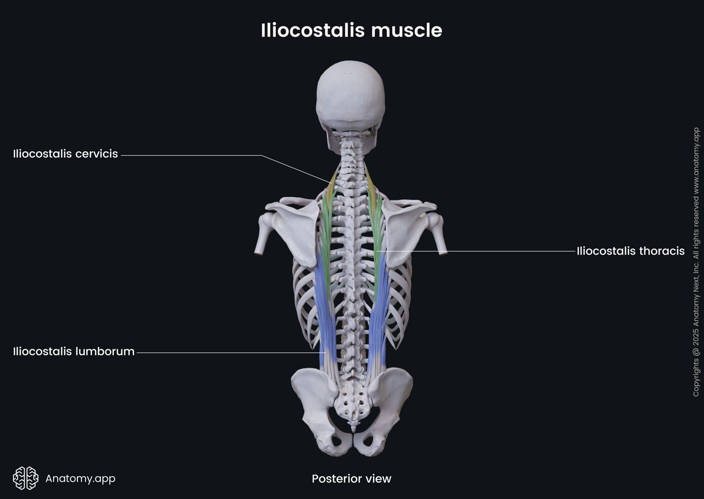 Iliocostalis muscle | Anatomy.app