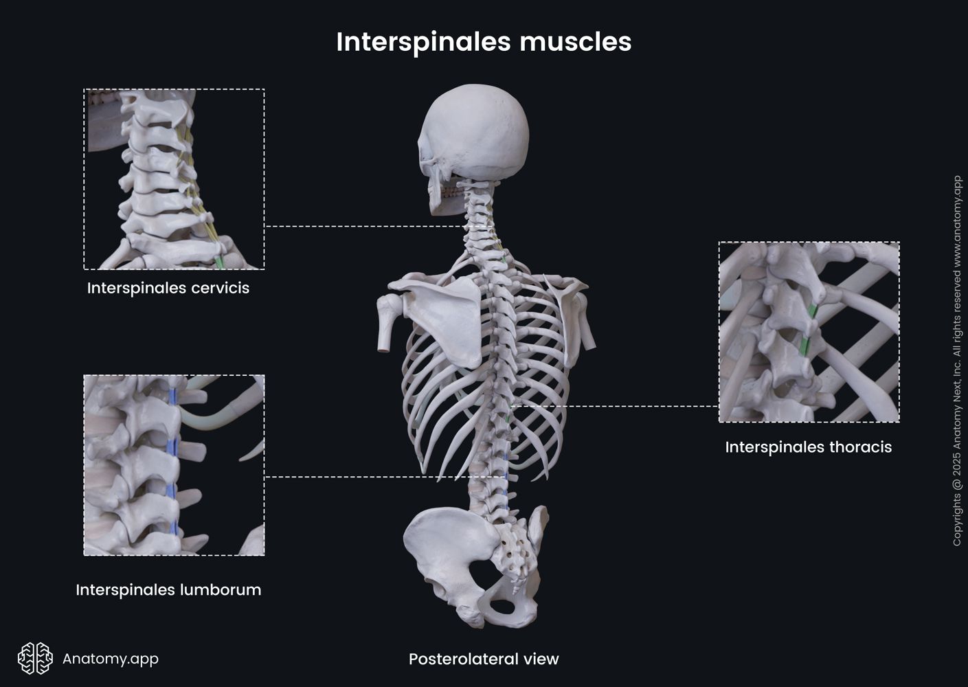 Interspinales muscles | Anatomy.app