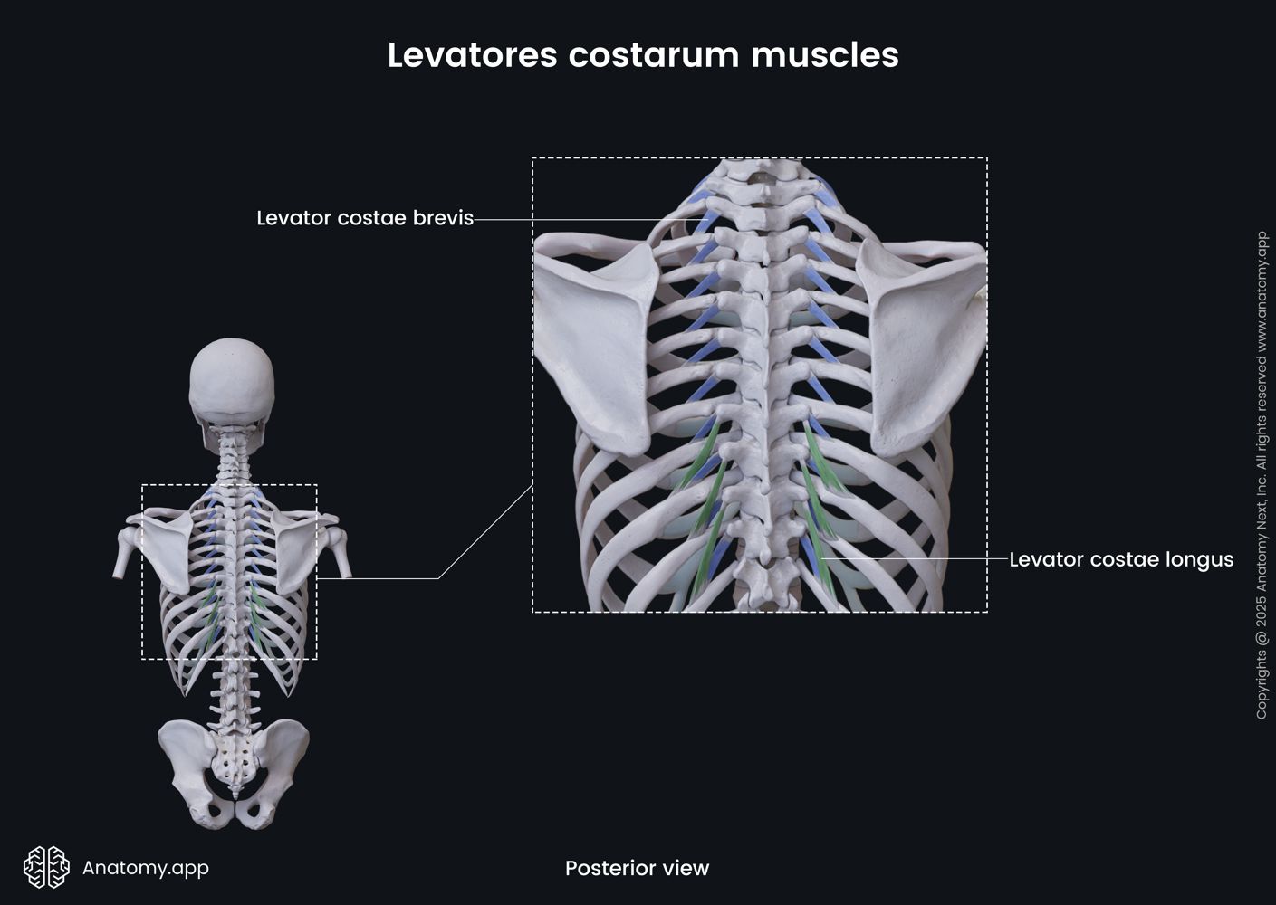 Levator costarum muscles | Anatomy.app