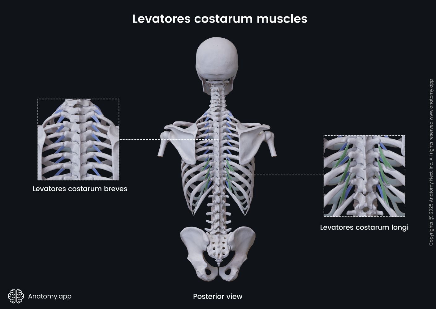 Levatores costarum muscles | Anatomy.app