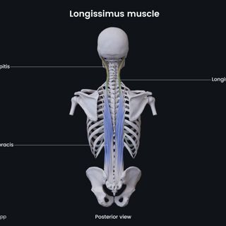 Jaws (overview) | Anatomy.app