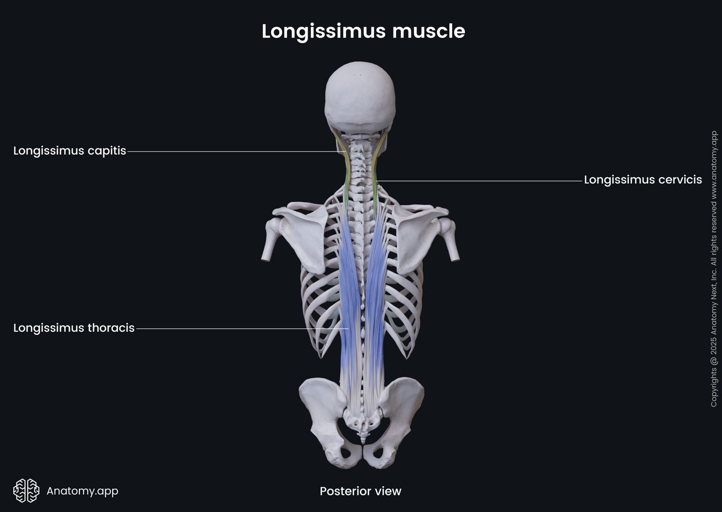 Longissimus muscle | Anatomy.app