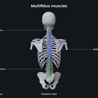 Jaws (overview) | Anatomy.app