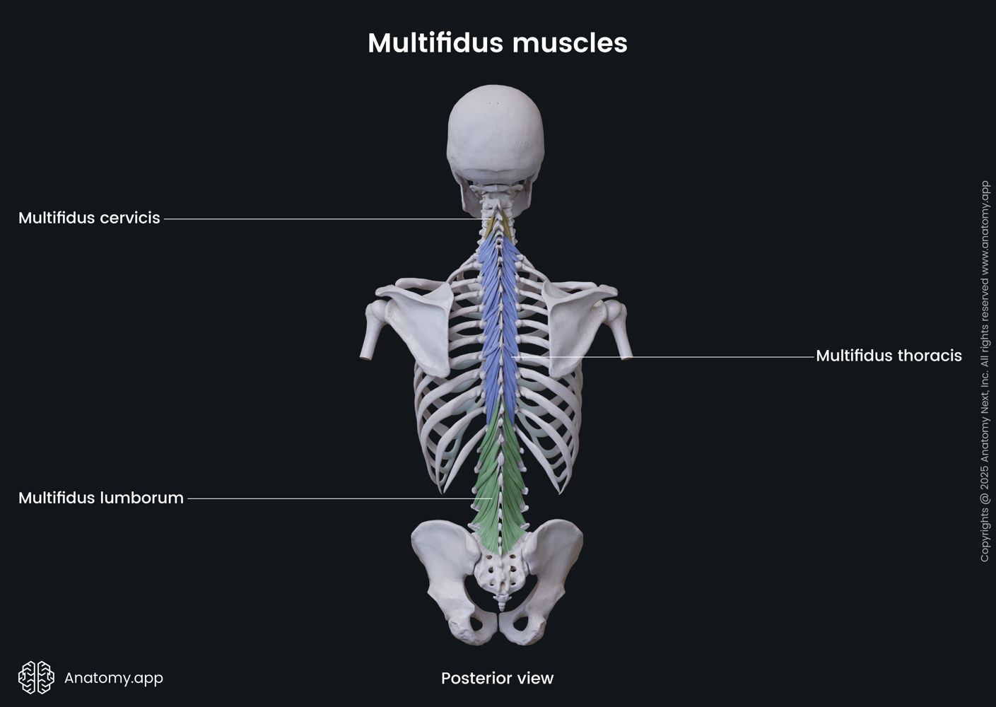Multifidus muscles | Anatomy.app