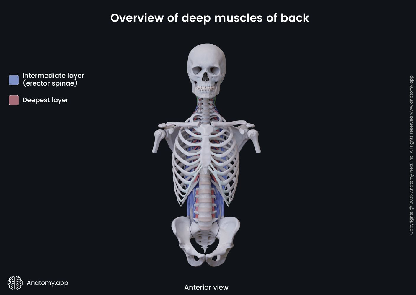 Overview of deep muscles of back (anterior view) | Anatomy.app