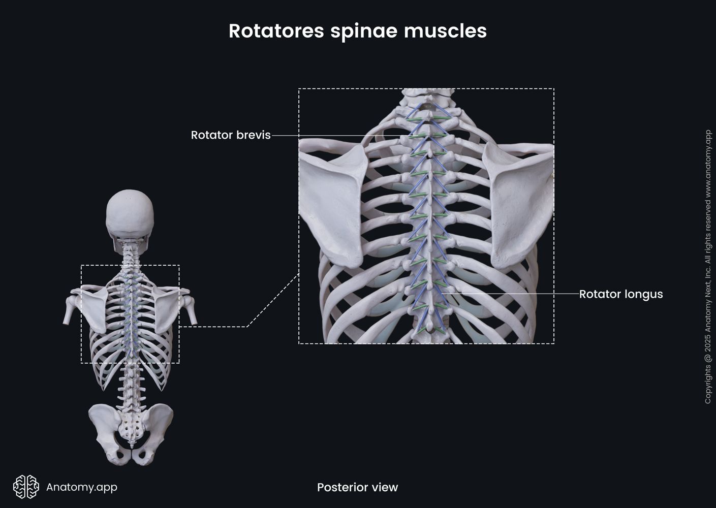 Rotatores spinae muscles | Anatomy.app