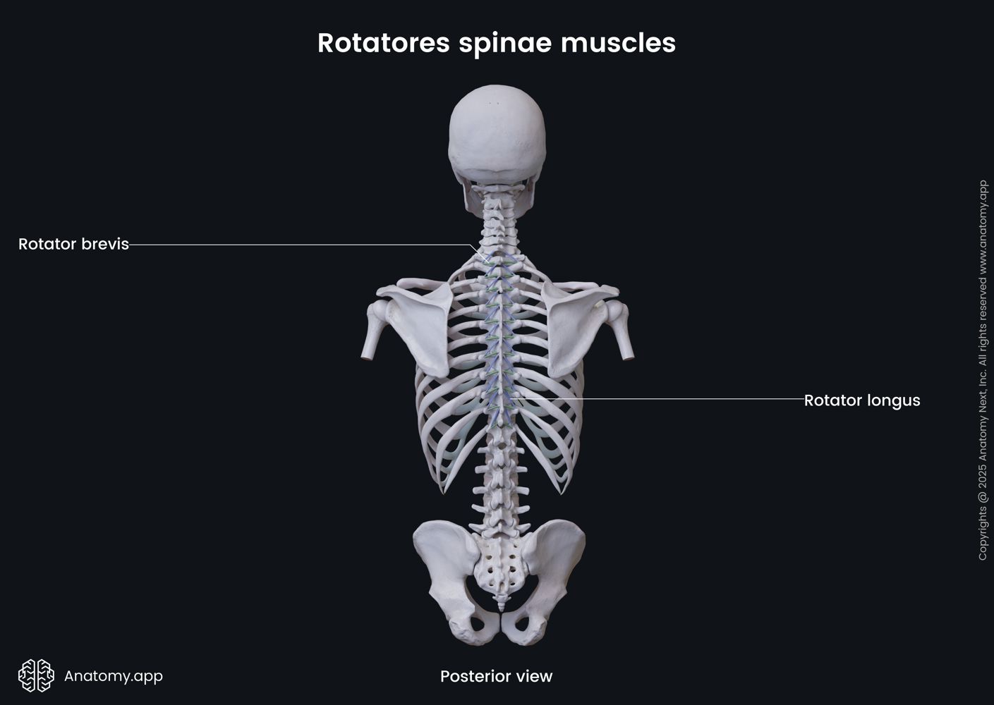 Rotatores spinae muscles | Anatomy.app