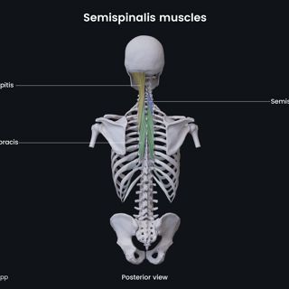 Biomechanics of the upper limb: flexion and extension of the elbow ...
