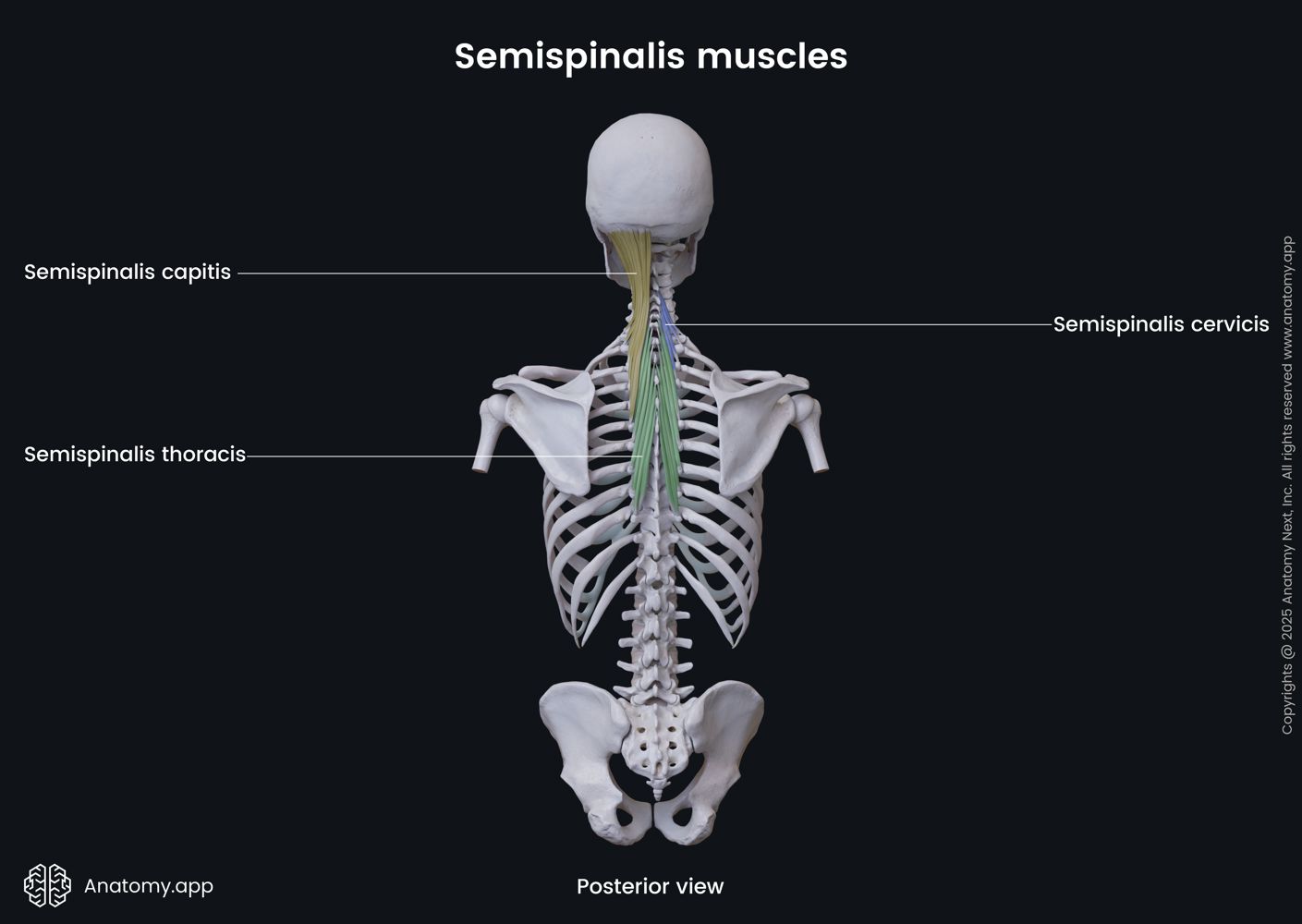 Semispinalis muscles | Anatomy.app