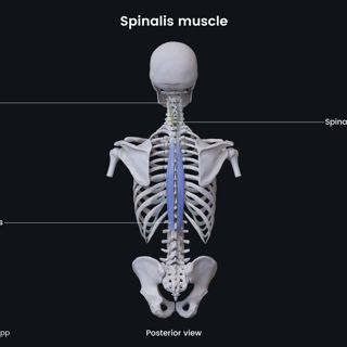 Media Library | Anatomy.app