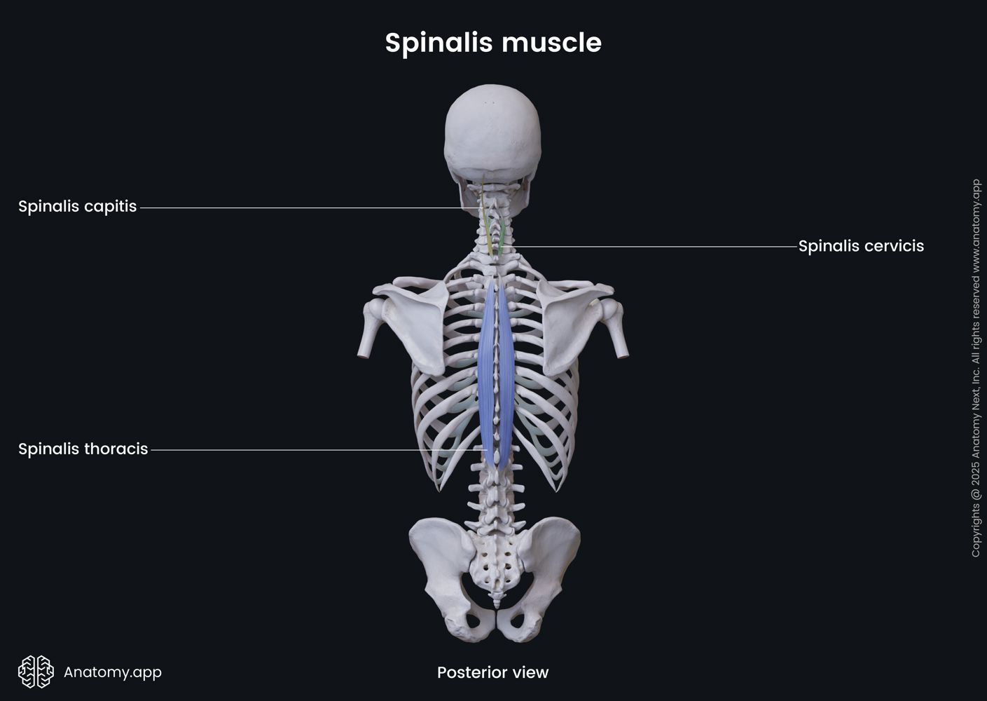 Spinalis muscle | Anatomy.app