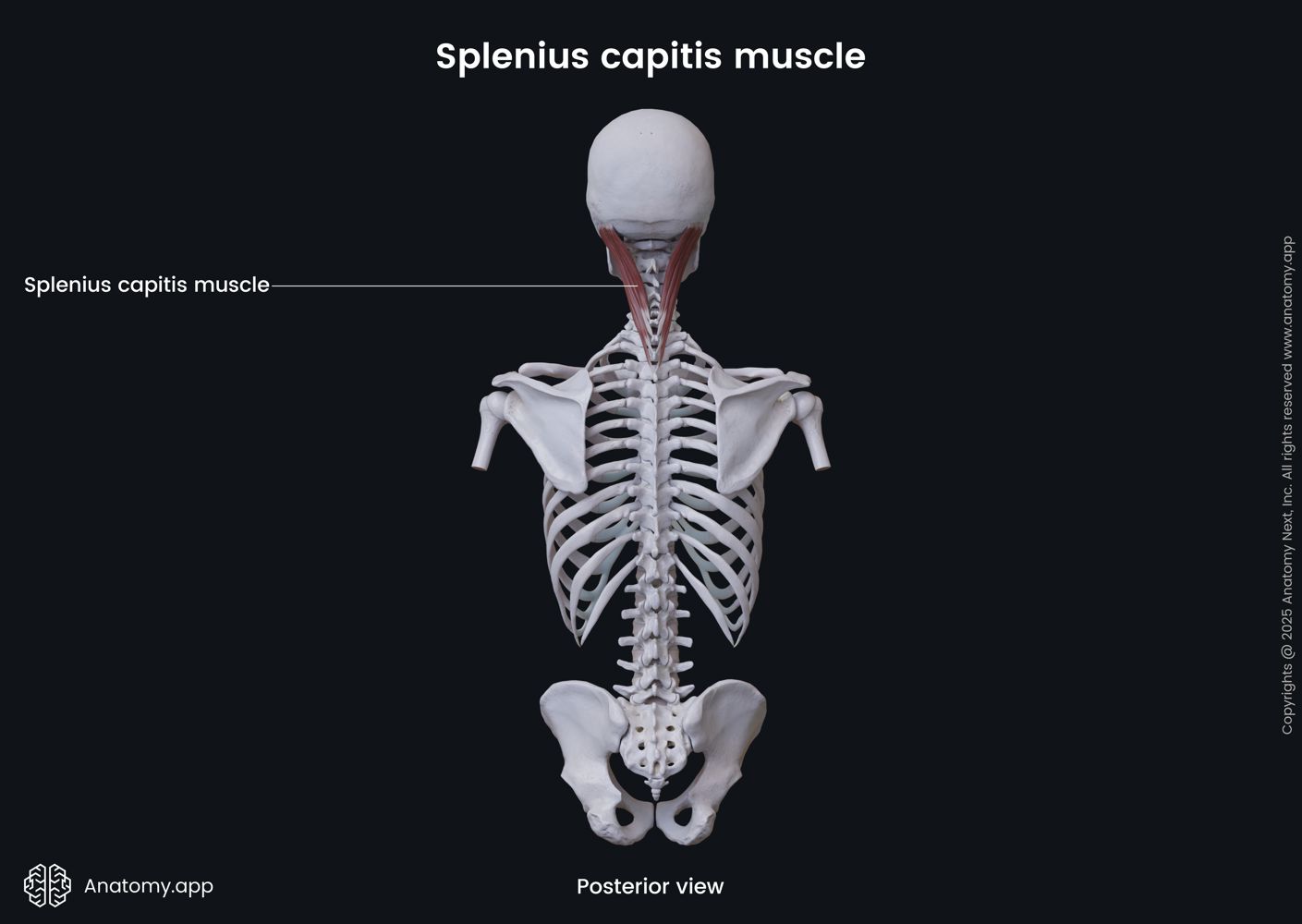 Splenius capitis muscle | Anatomy.app