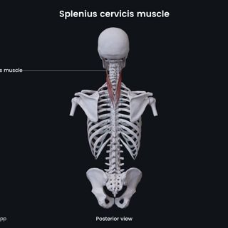 Jaws (overview) | Anatomy.app