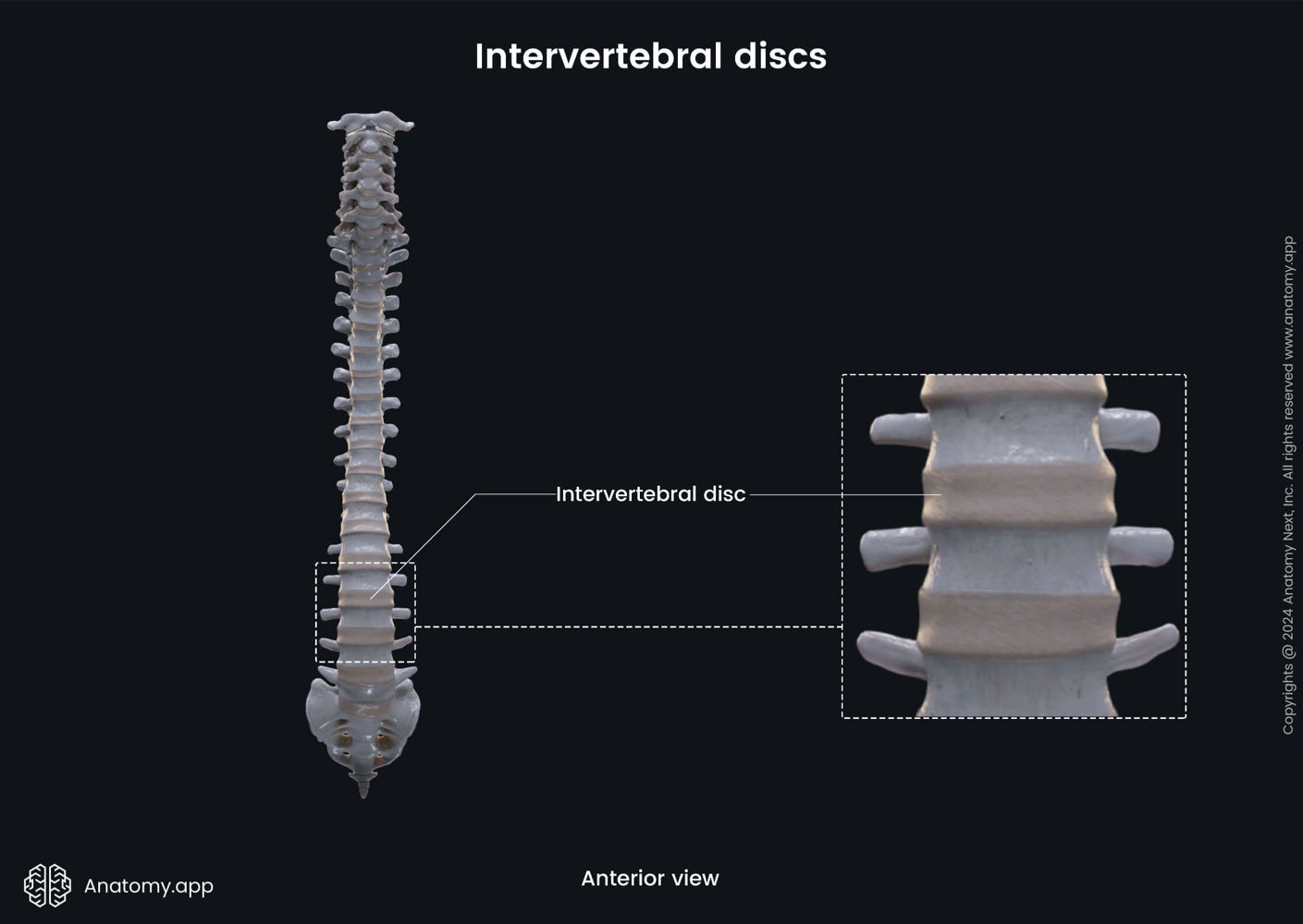 Intervertebral discs | Anatomy.app