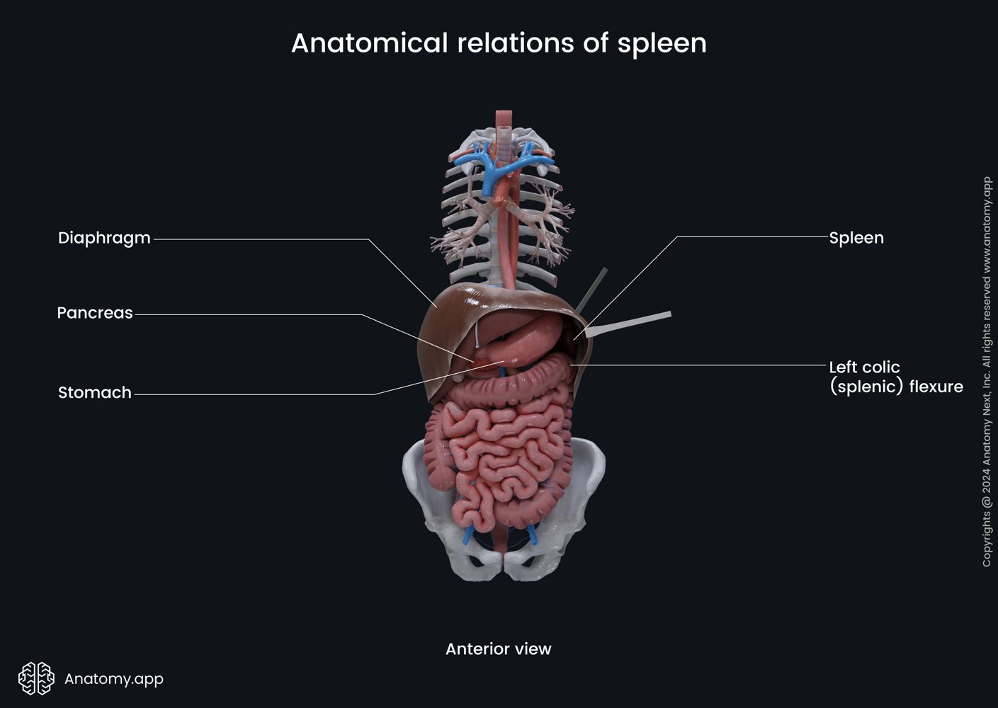 Anatomical relations of spleen | Anatomy.app