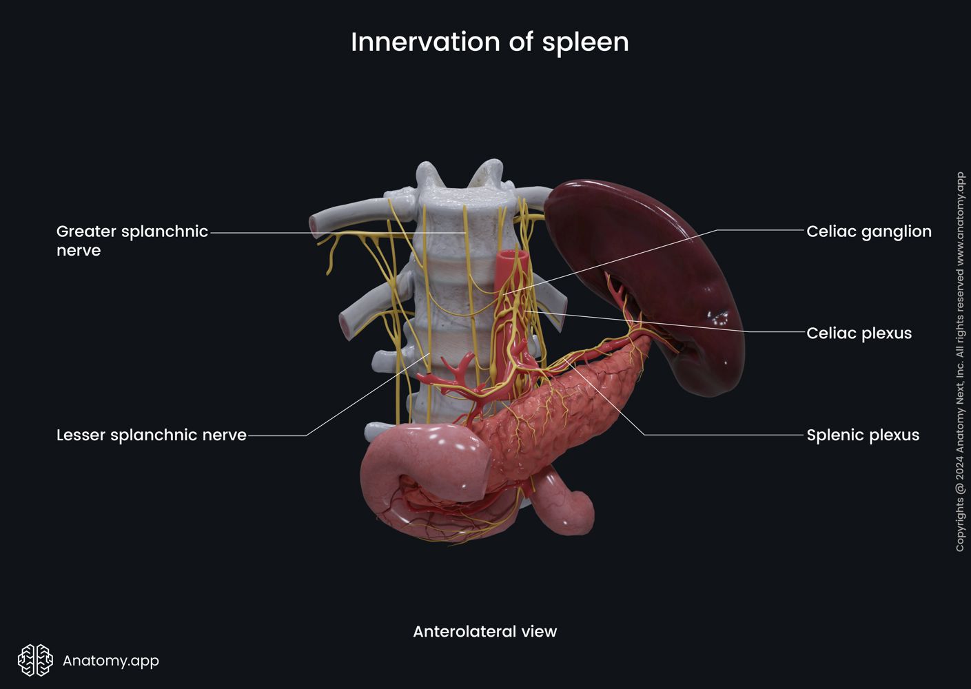 Innervation of spleen | Anatomy.app