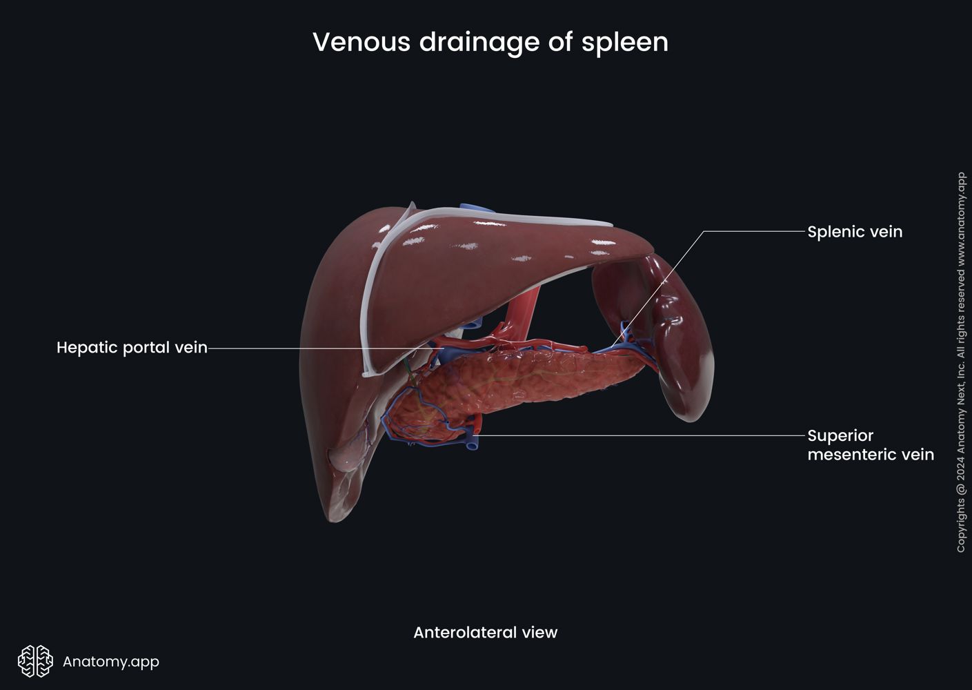 Venous drainage of spleen | Anatomy.app
