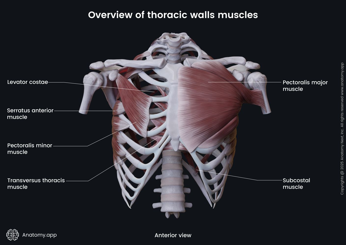 Overview of thoracic wall muscles | Anatomy.app