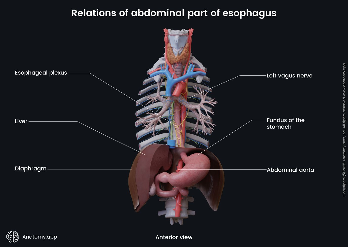Relations of abdominal part of esophagus | Anatomy.app