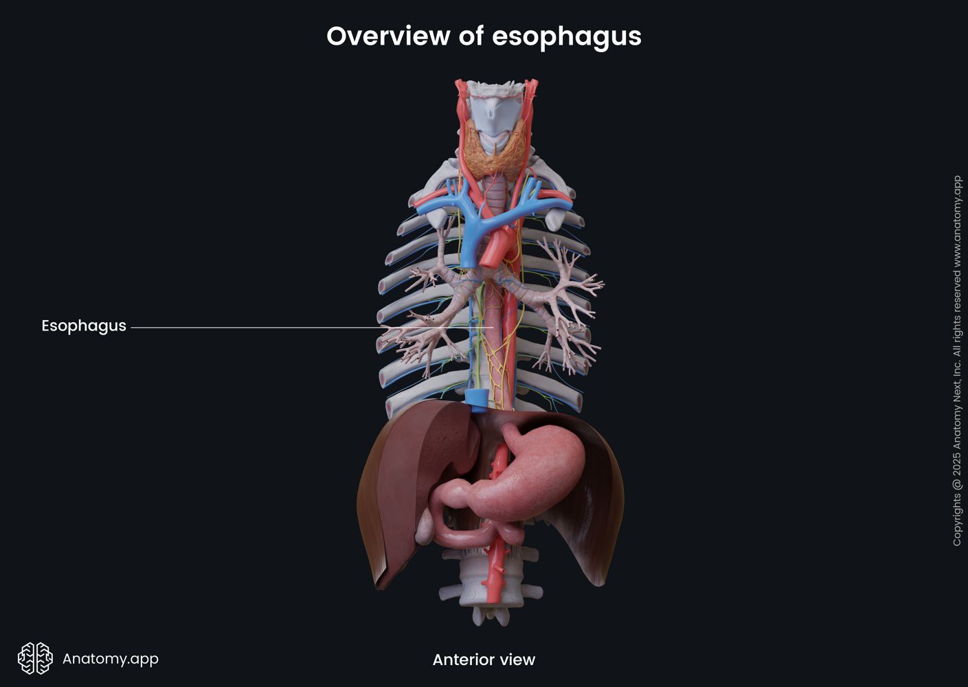 Overview of esophagus | Anatomy.app