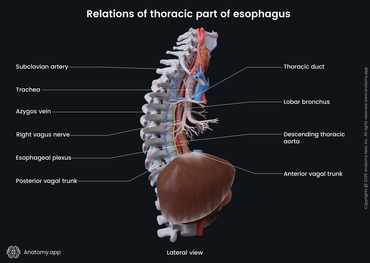 Relations of thoracic part of esophagus | Anatomy.app