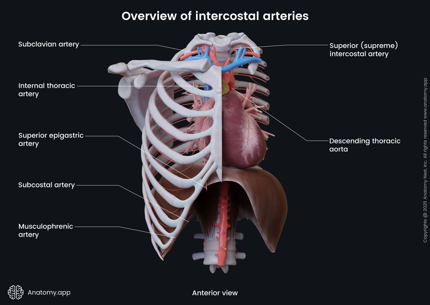 Overview of intercostal arteries (anterior view) | Anatomy.app
