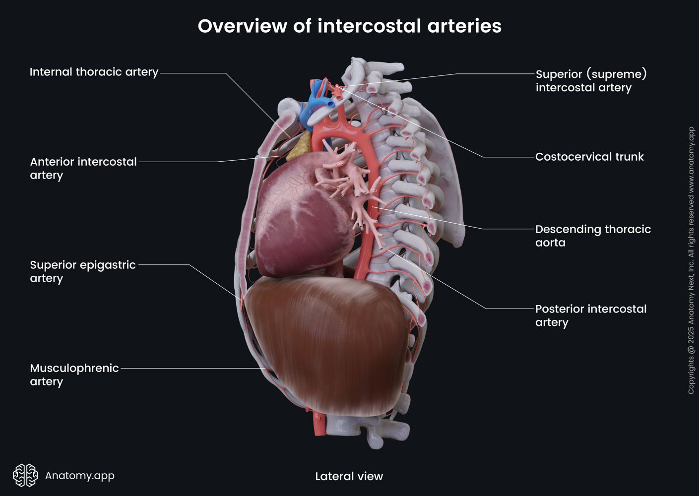 Overview of intercostal arteries (lateral view) | Anatomy.app