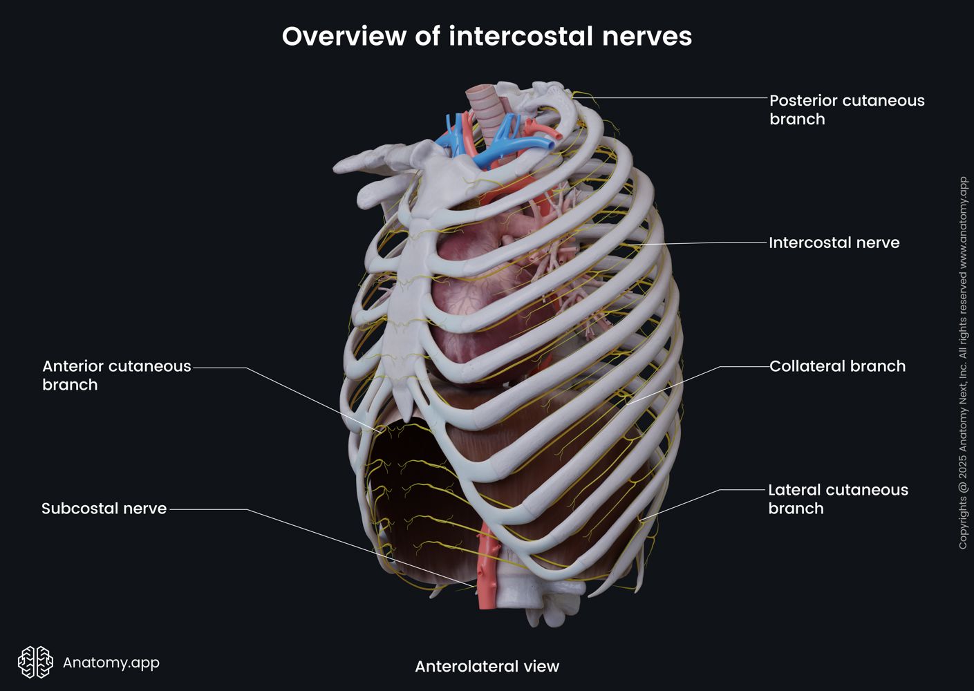 Intercostal Nerves Thoracic Nerves | Psychology Wiki | Fandom