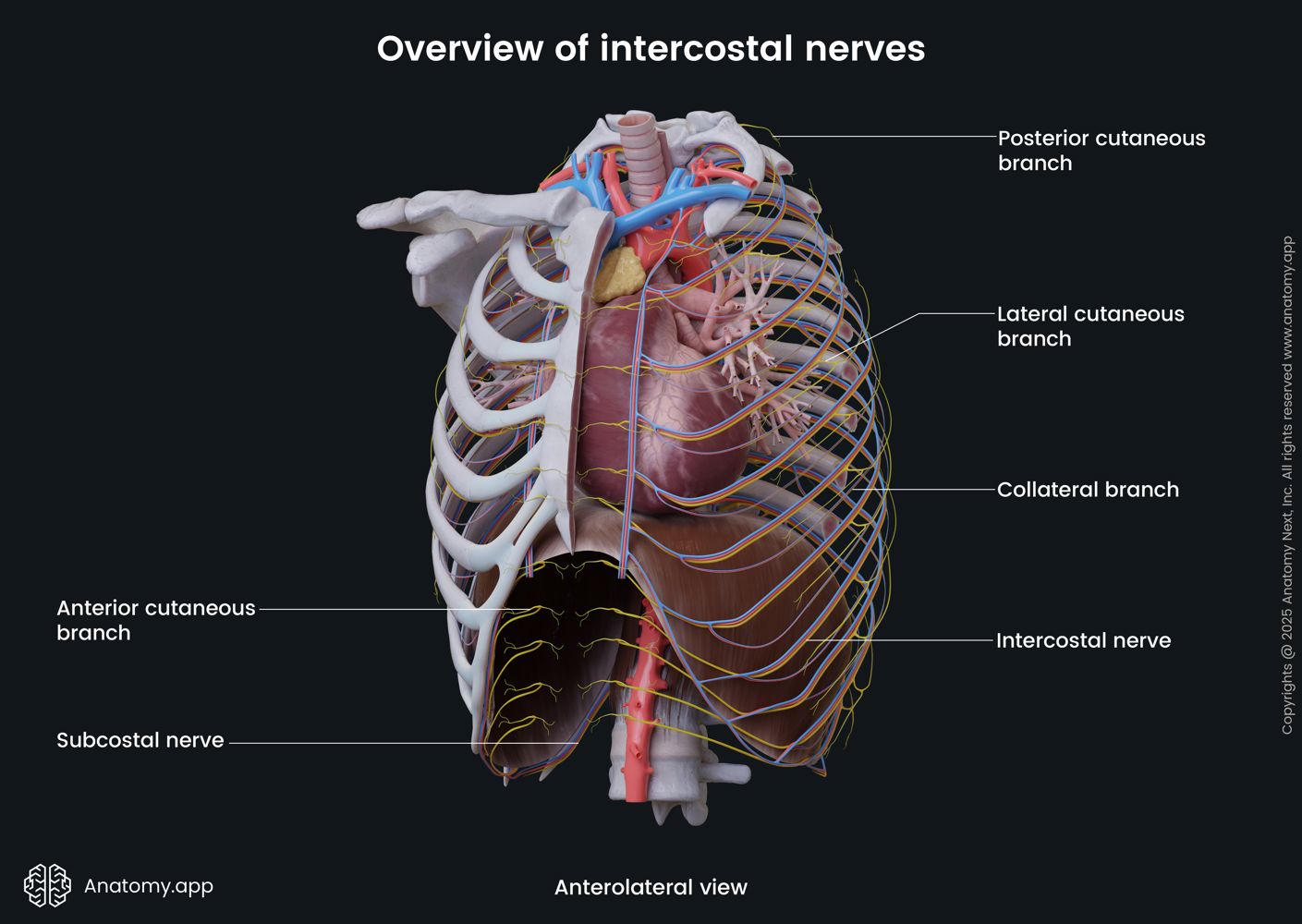 Overview of intercostal nerves (anterolateral view) | Anatomy.app