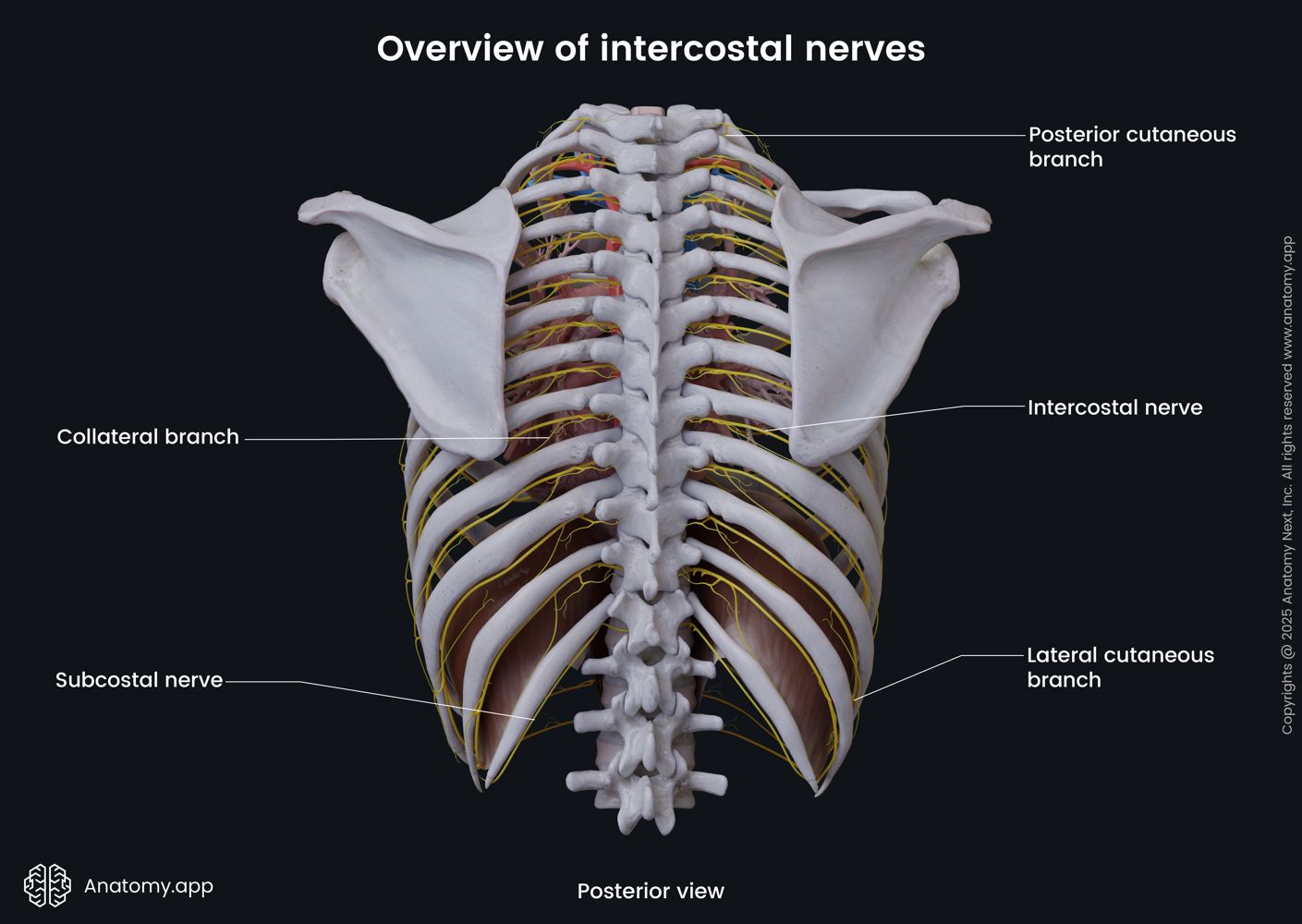 Overview of intercostal nerves (posterior view) | Anatomy.app