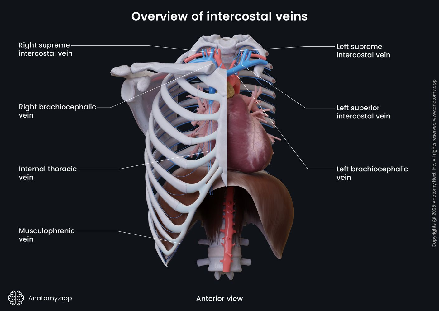 Overview of intercostal veins (anterior view) | Anatomy.app