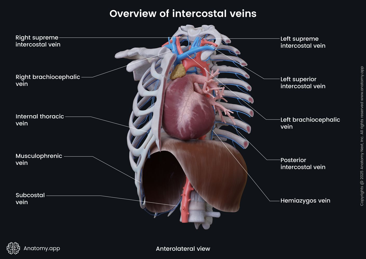 Overview of intercostal veins (anterolateral view) | Anatomy.app