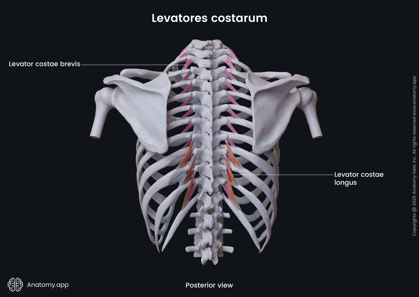 Levatores costarum | Anatomy.app