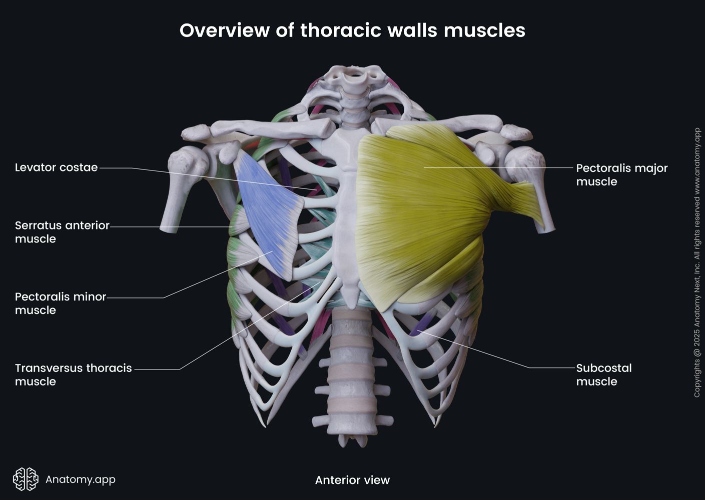 Overview of thoracic wall muscles | Anatomy.app