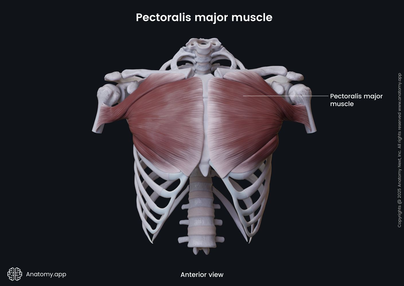 Pectoralis major muscle | Anatomy.app