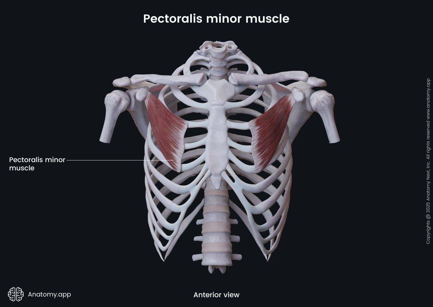 Pectoralis minor muscle | Anatomy.app