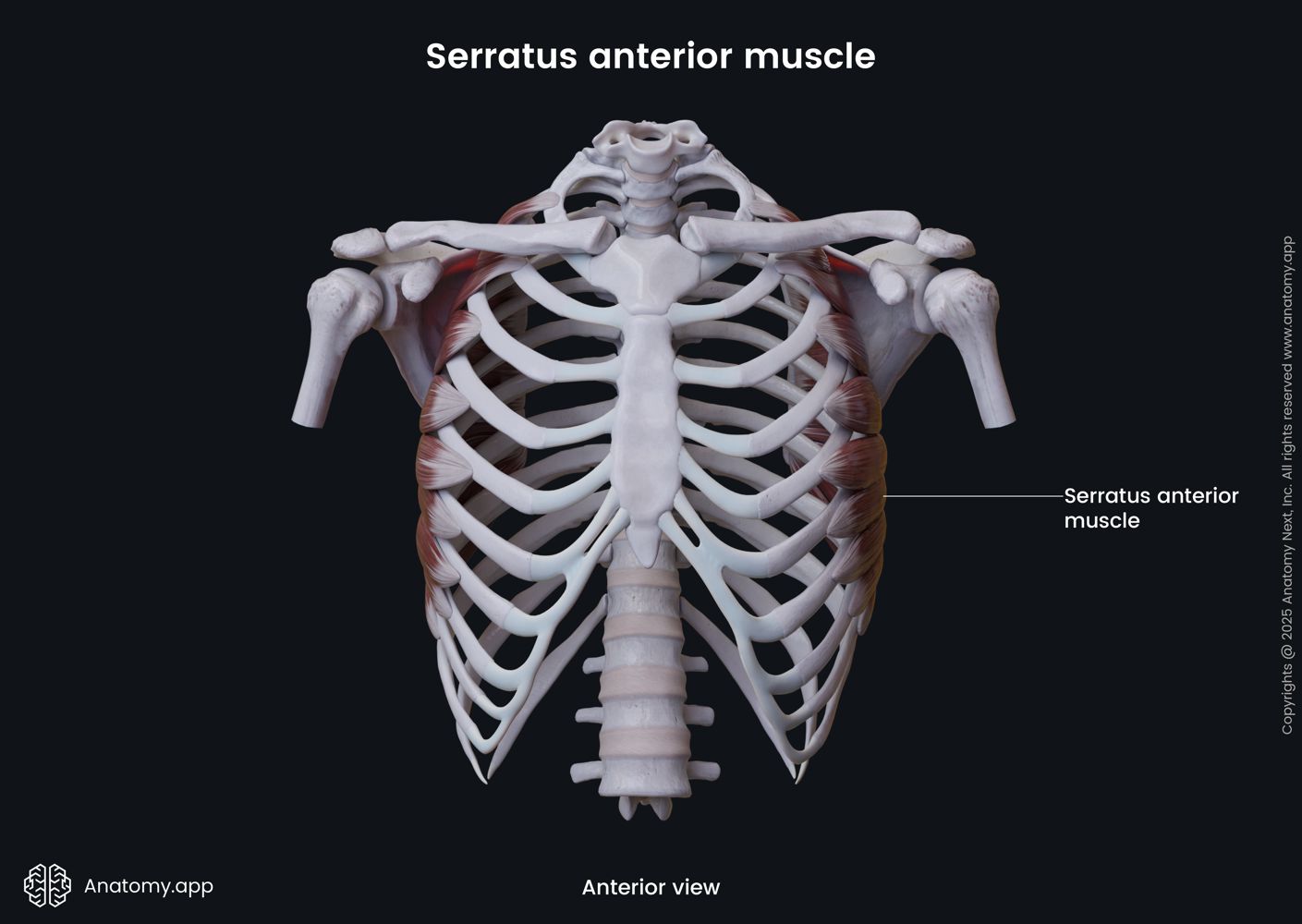 Serratus anterior muscle (anterior view) | Anatomy.app