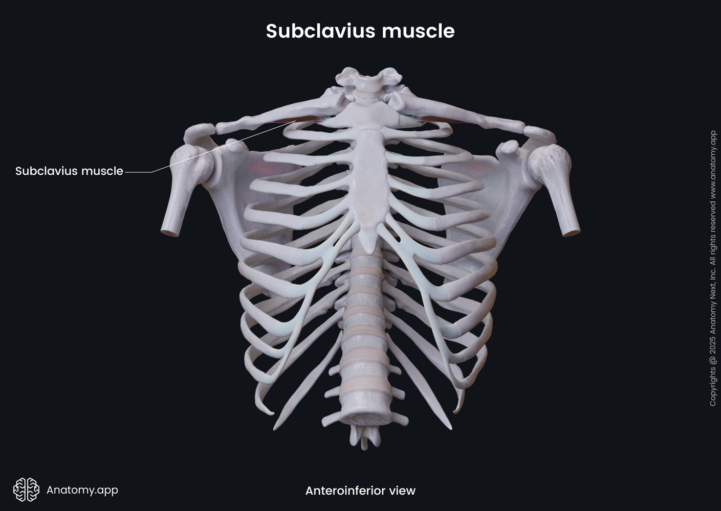 Subclavius muscle (anteroinferior view) | Anatomy.app