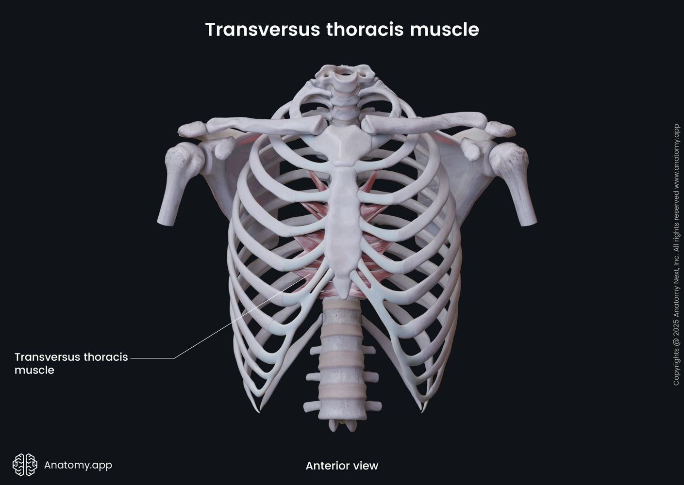 Transversus thoracis muscle | Anatomy.app