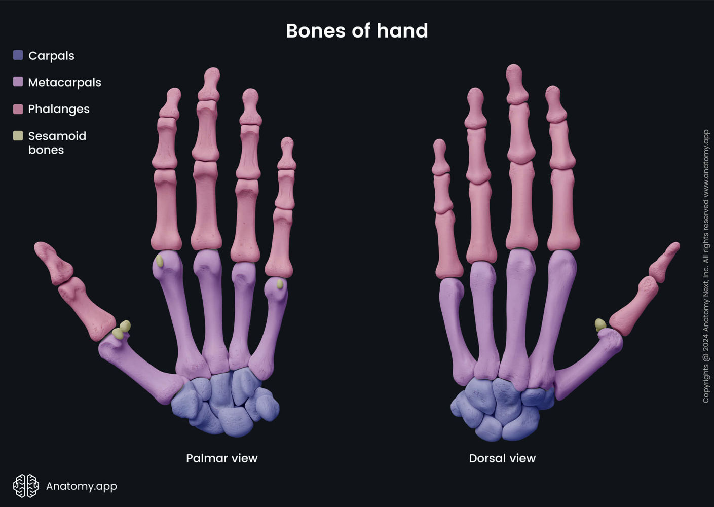 Bones of hand | Anatomy.app