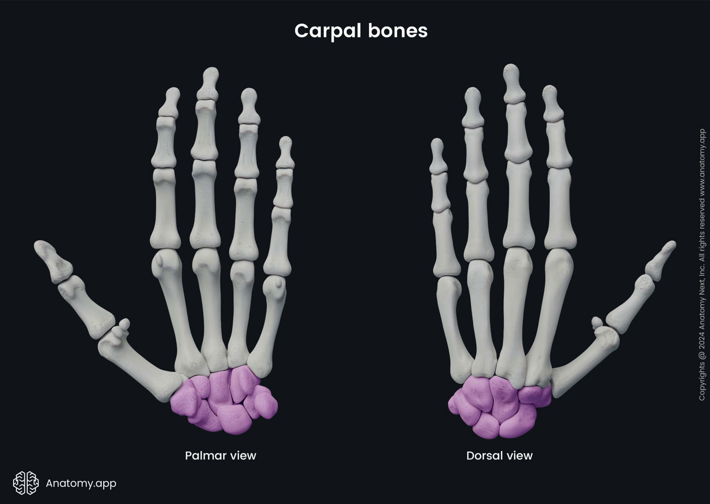 Carpal bones | Anatomy.app