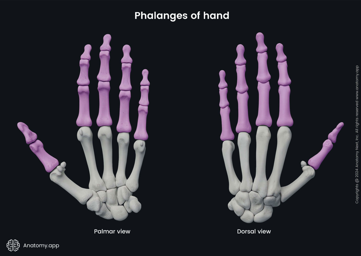 Phalanges of hand | Anatomy.app