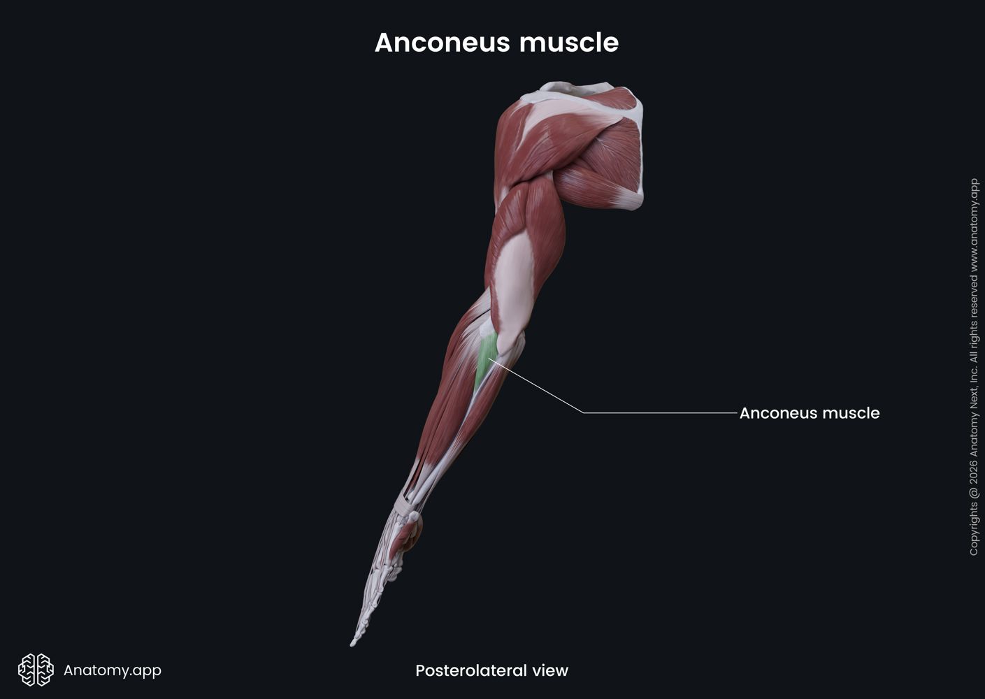Anconeus muscle | Anatomy.app