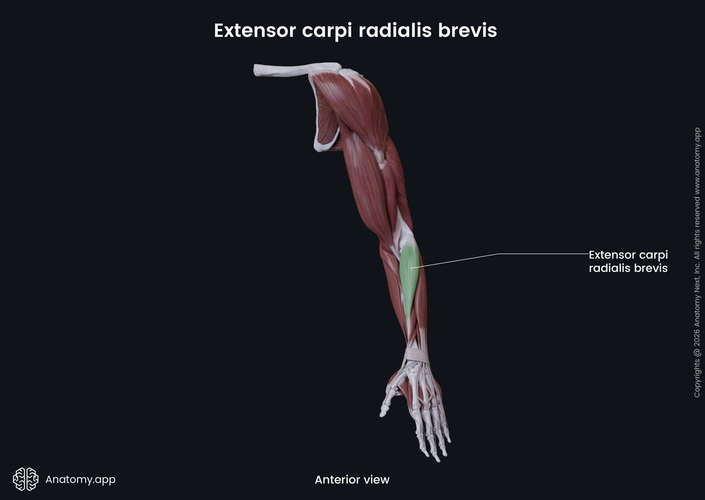 Extensor carpi radialis brevis | Anatomy.app