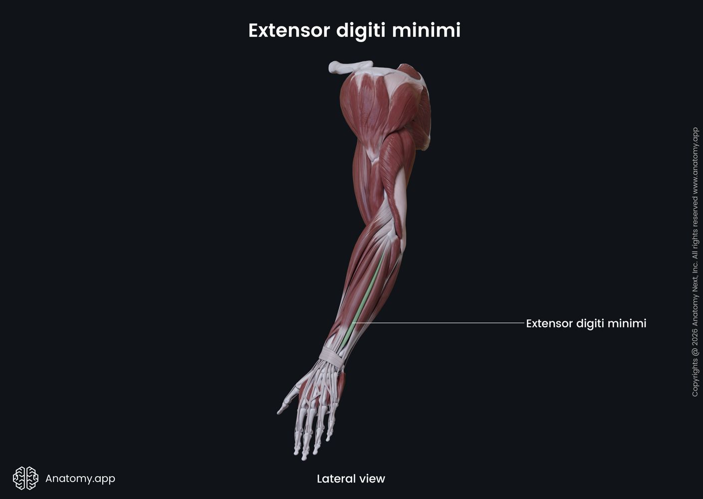 Extensor digiti minimi | Anatomy.app
